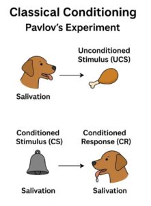 Classical Conditioning: Explaining Pavlov's Experiment - Societyopedia